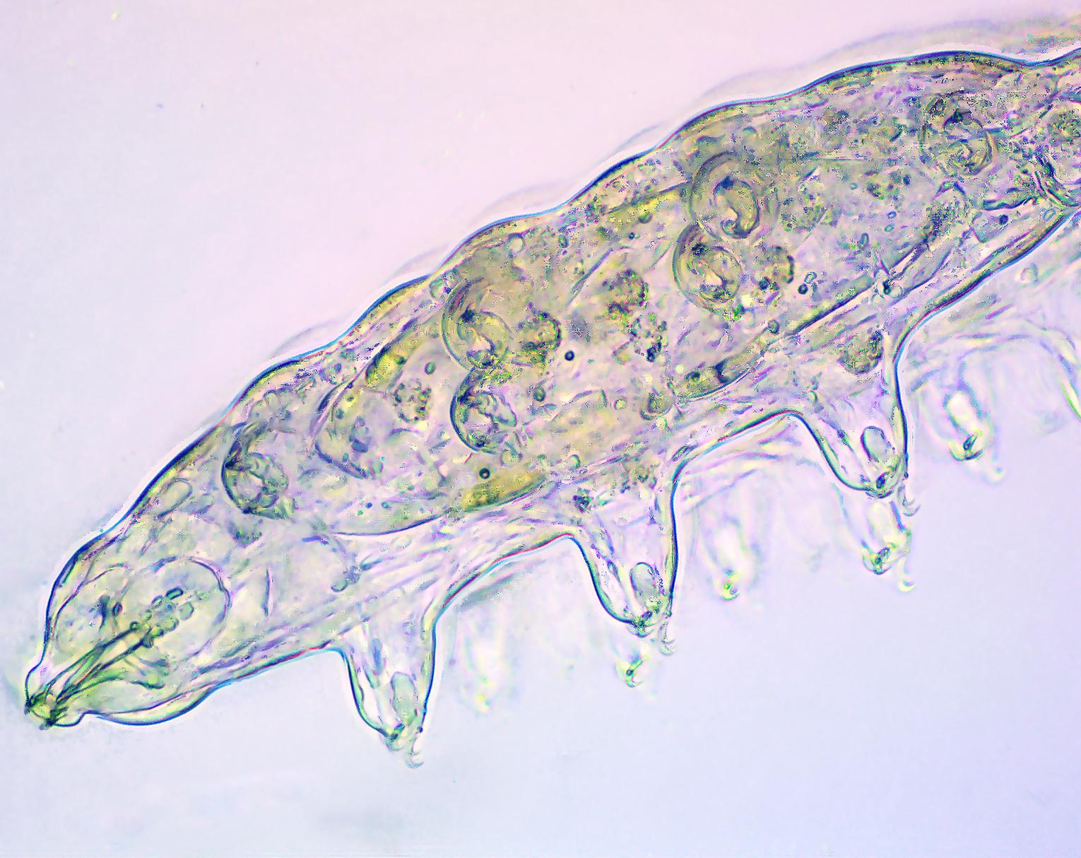 Tardigrade, 40x obj, focus stacking | Scrolller