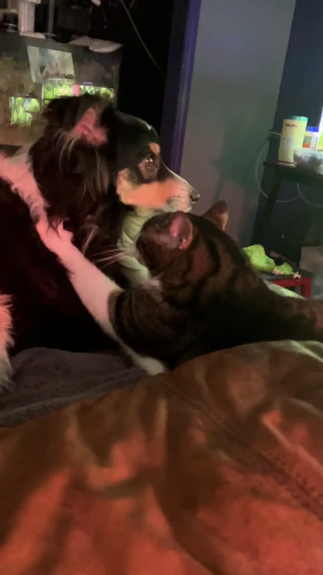 Taz the cat making dog biscuits | Scrolller