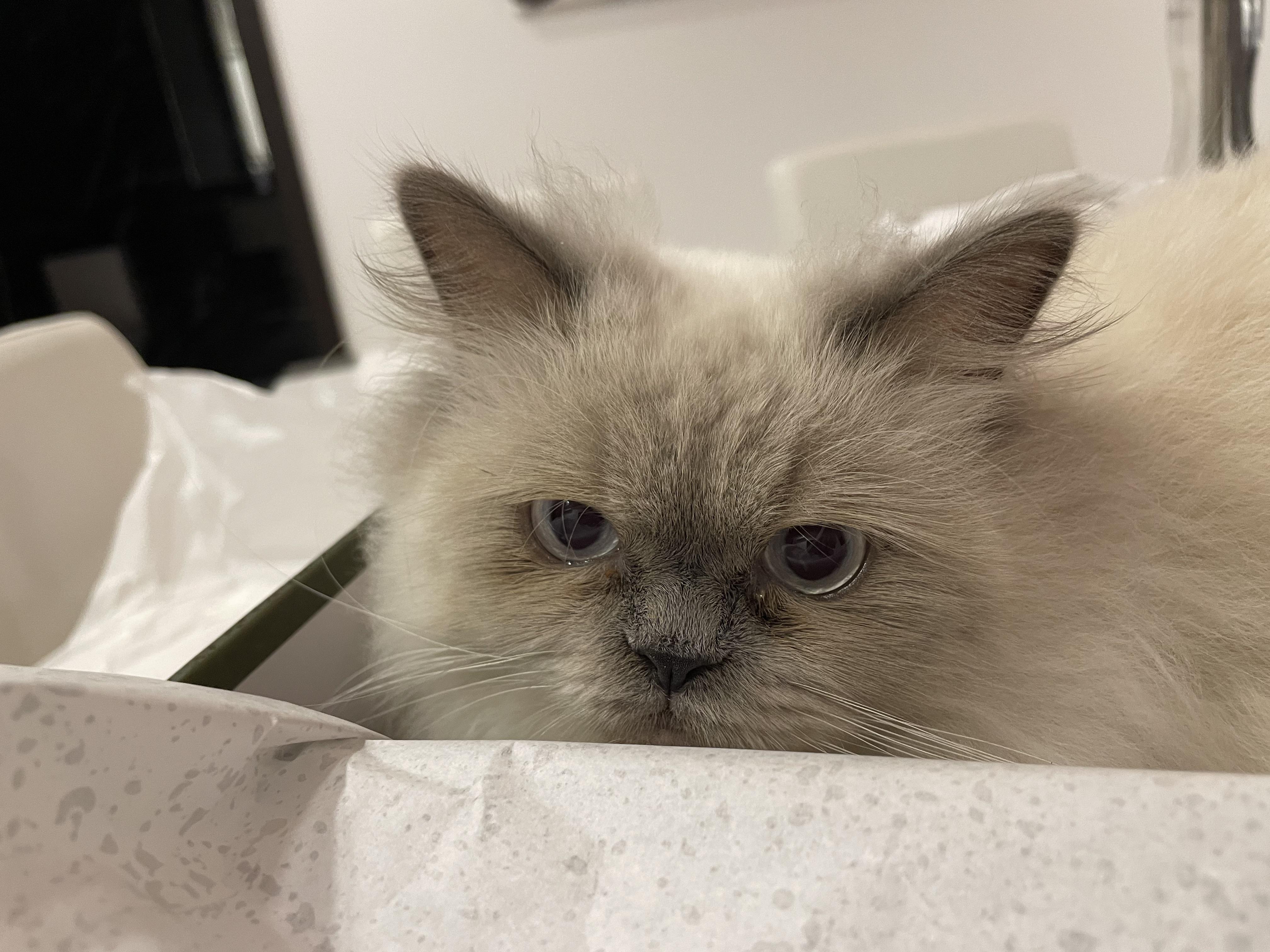 Box of Cats | Scrolller