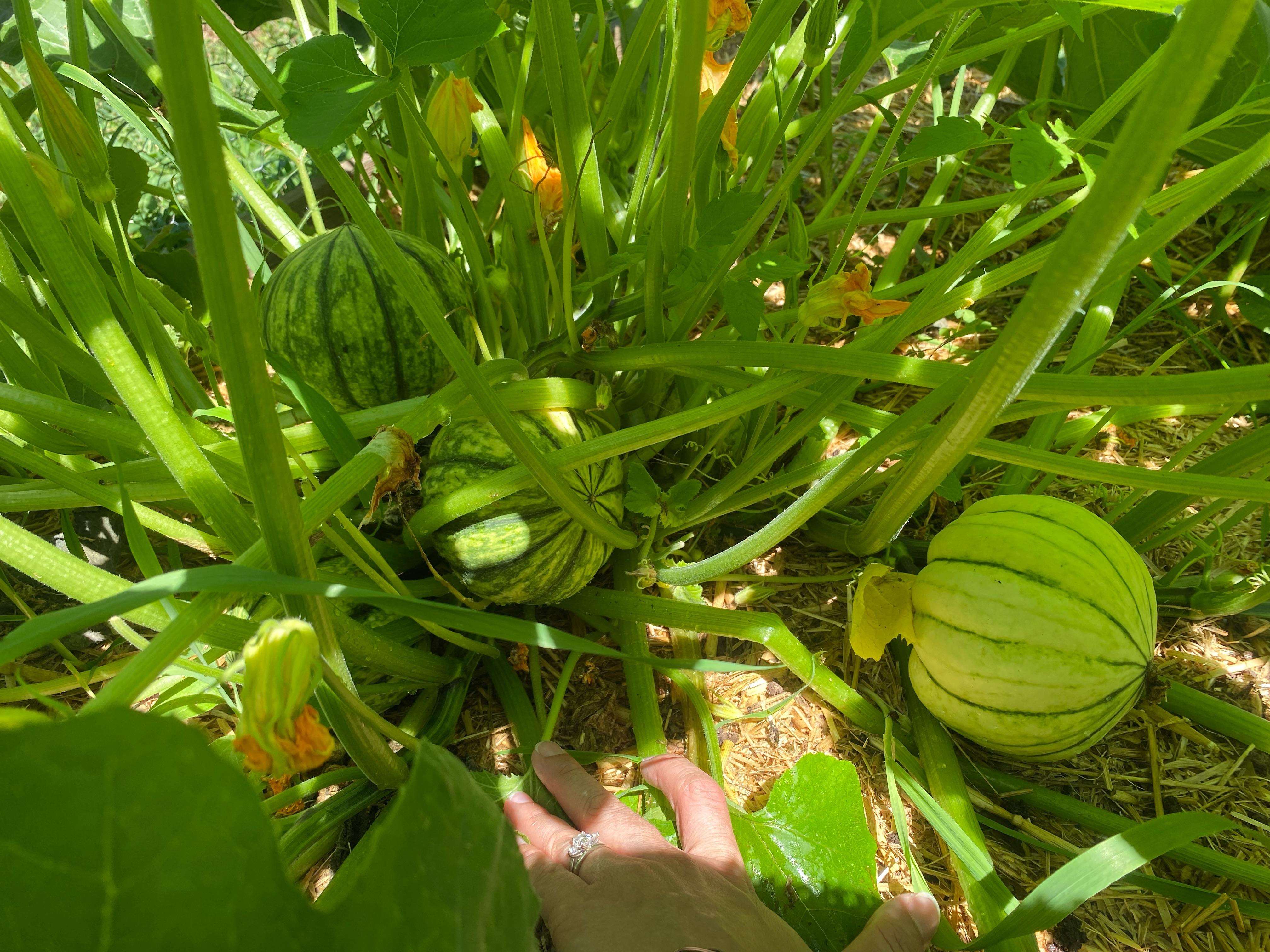 Squash ID? | Scrolller