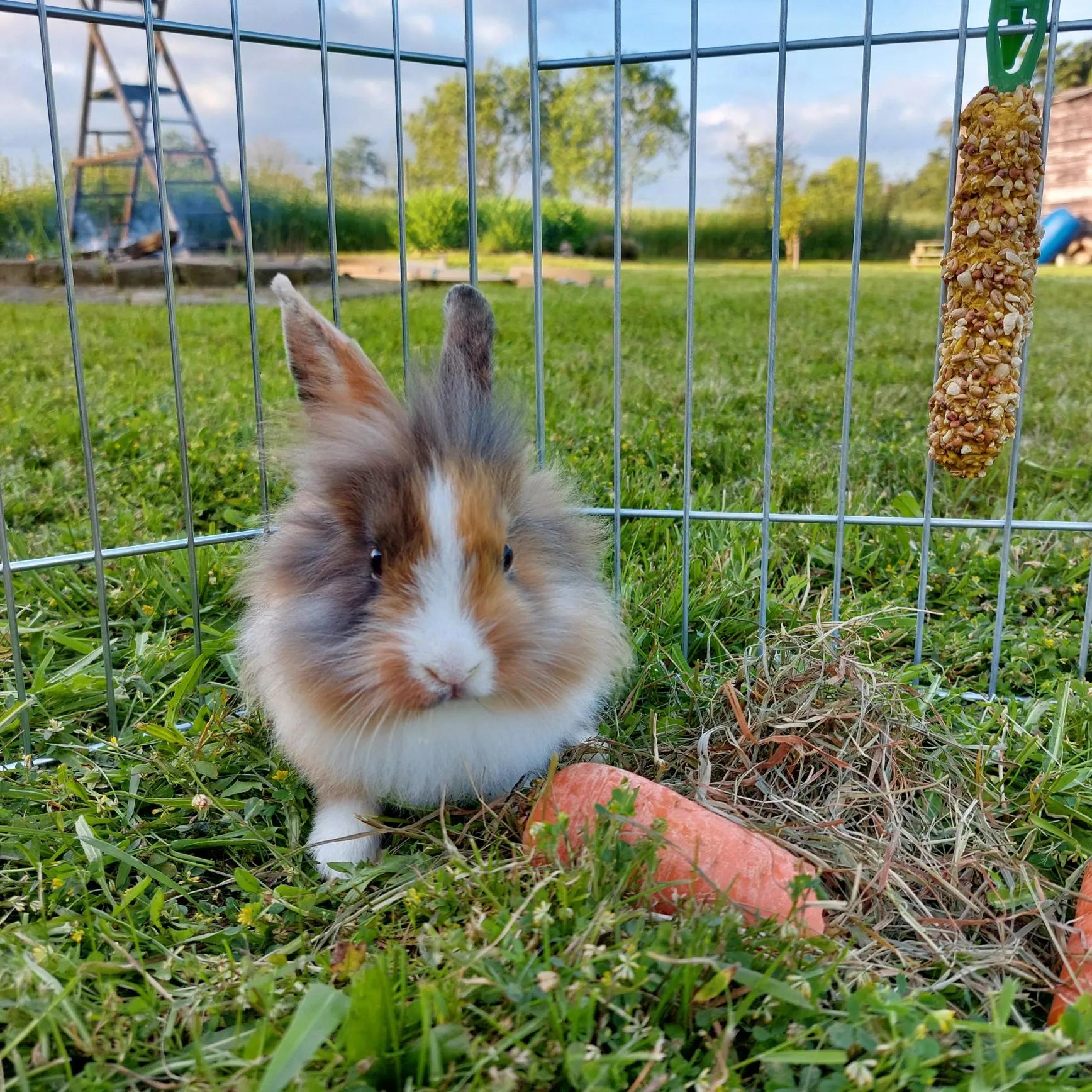 New Family member | Scrolller