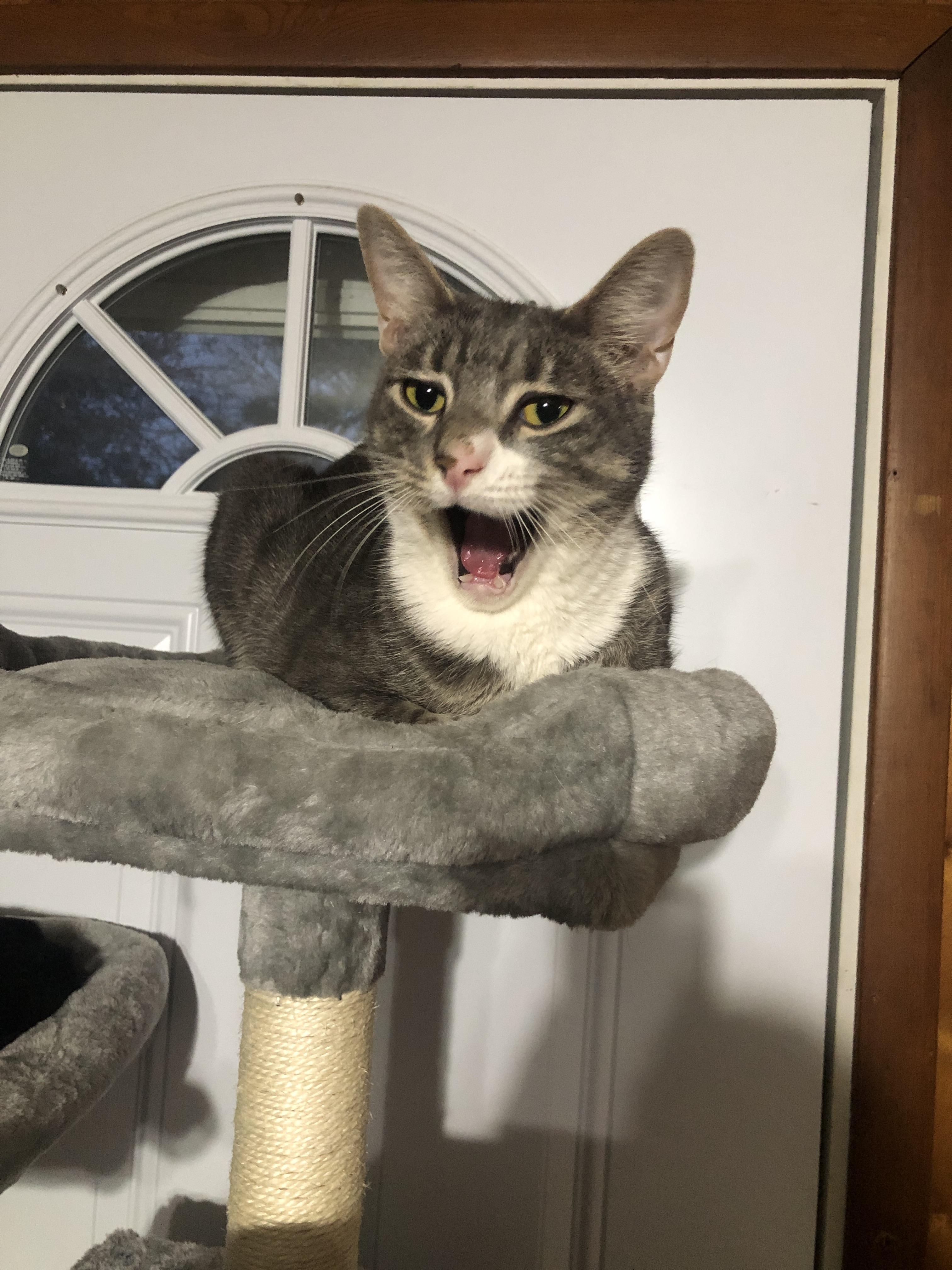 Big yawn | Scrolller