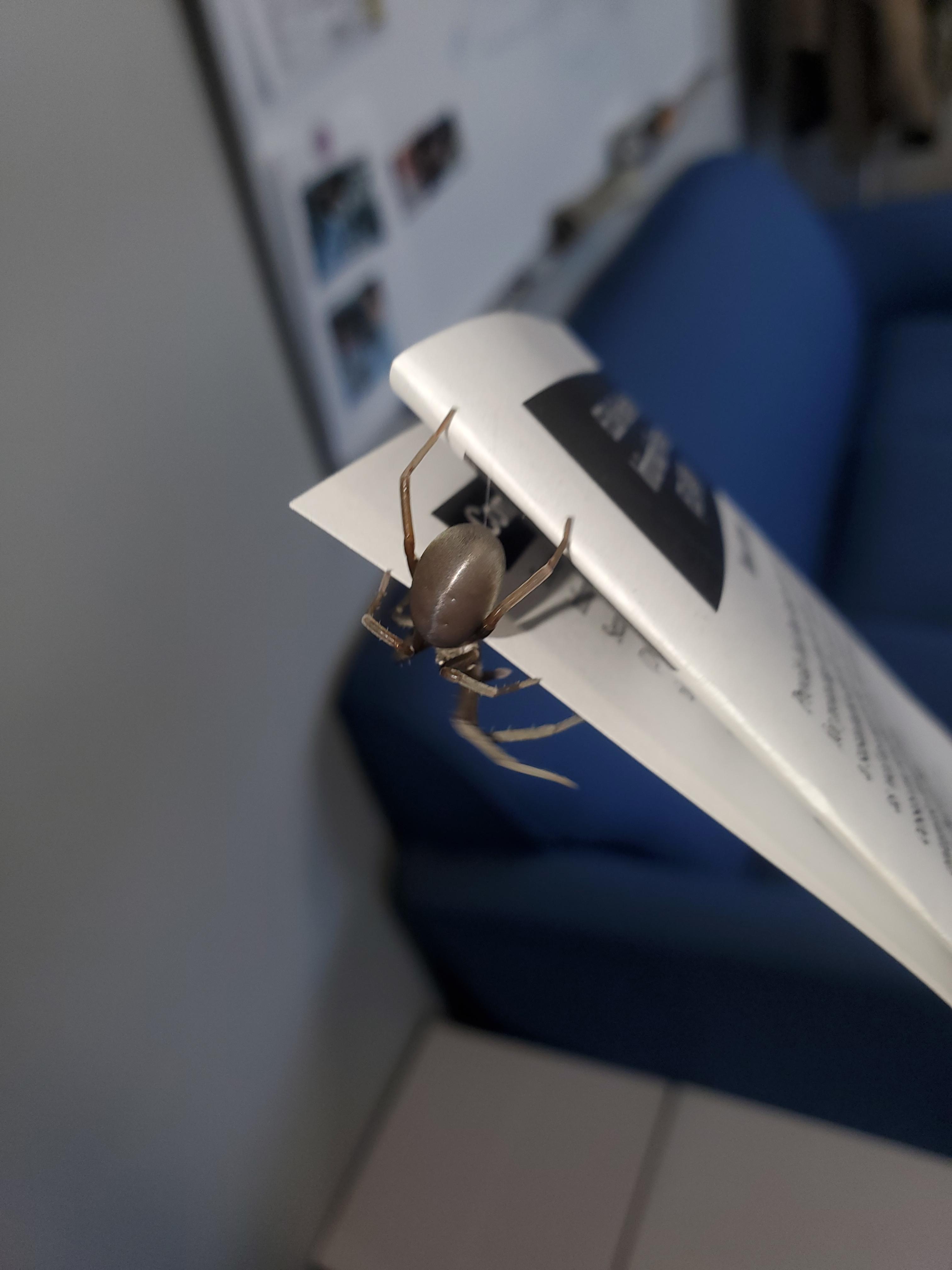 What is the spider | Scrolller