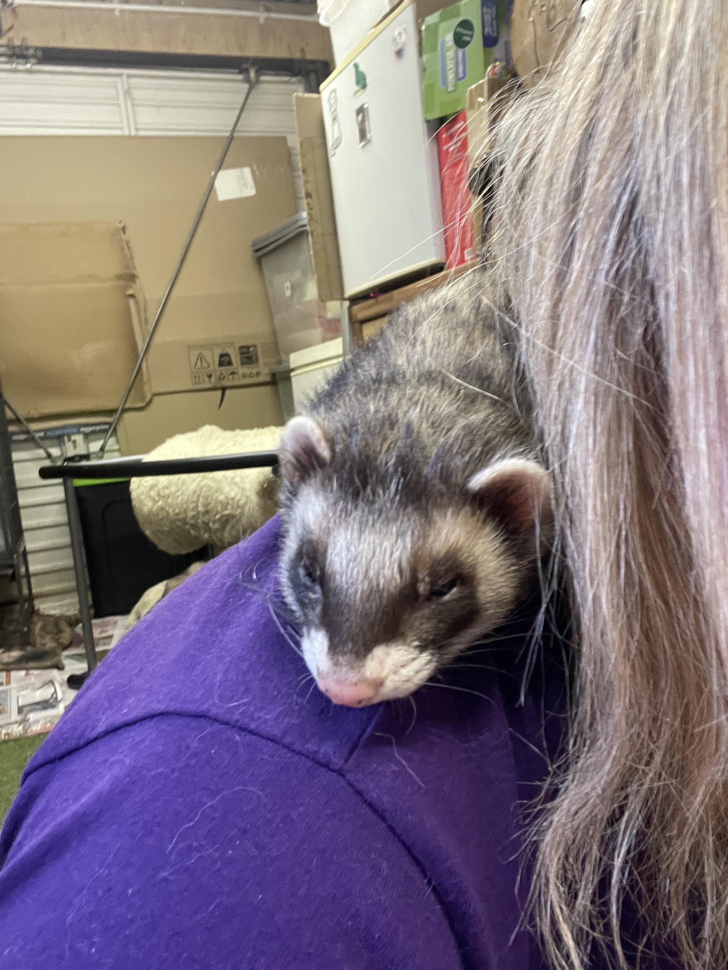 Just a Macbeth on my shoulder | Scrolller