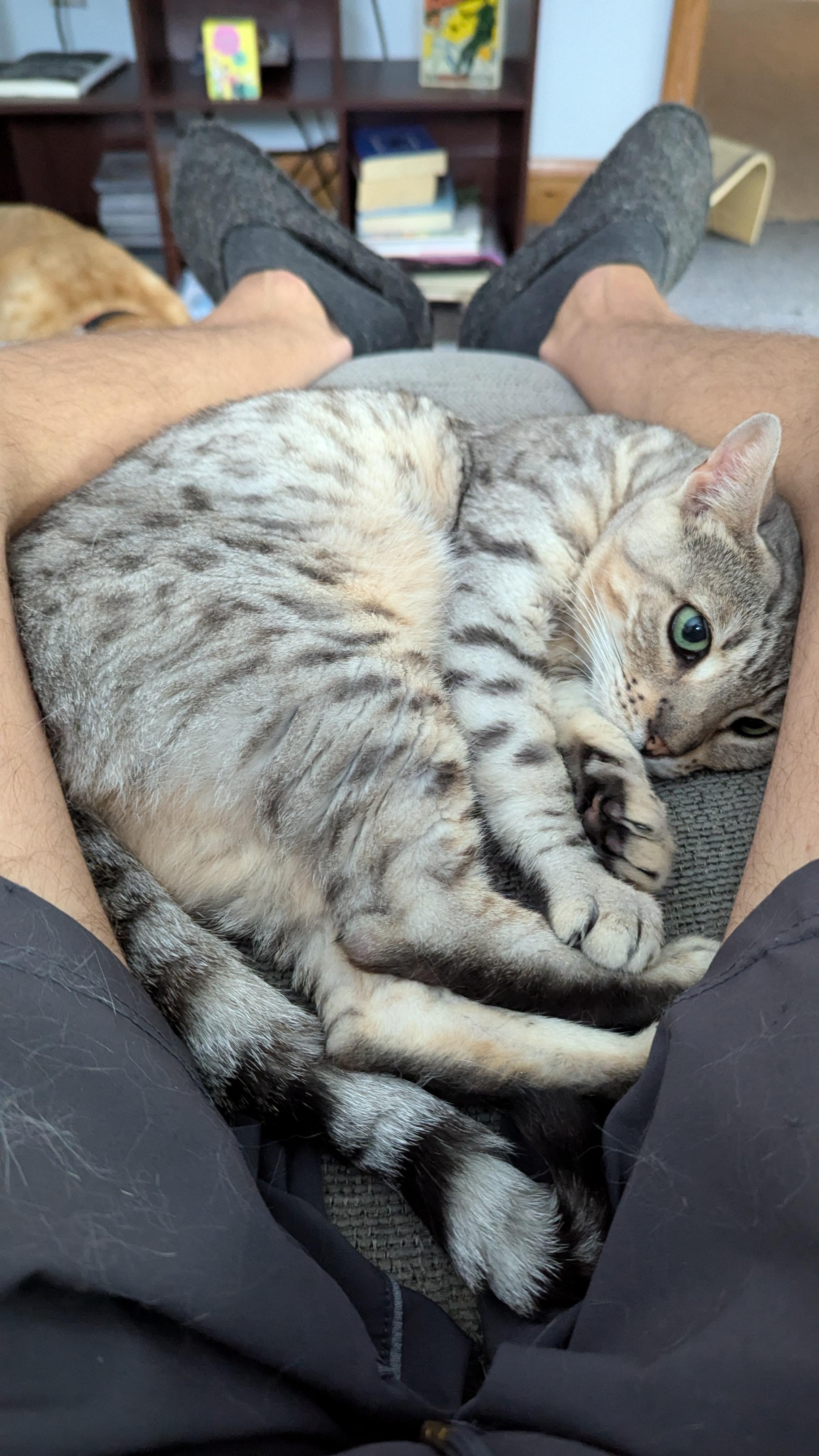 Some have lap cats | Scrolller