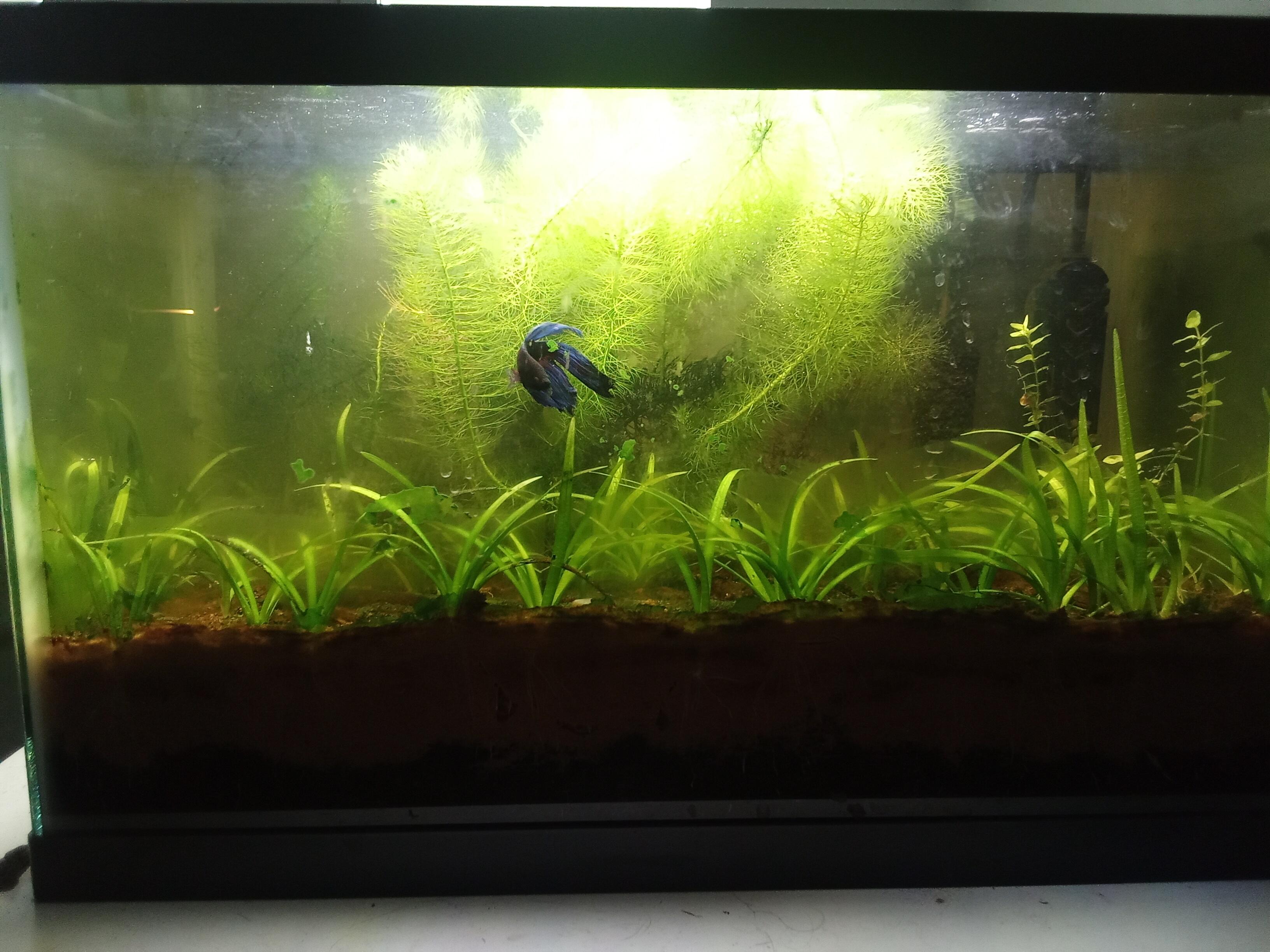 Plant heaven, algae hell! | Scrolller