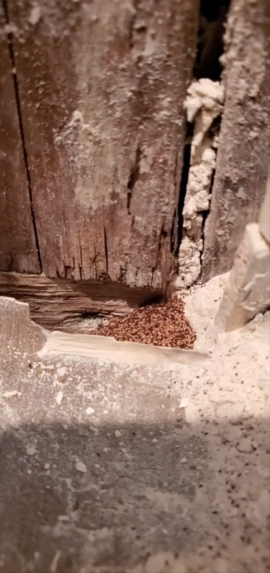 Discover more like Oddlyterrifying: Termite damage and Related Content | Scrolller