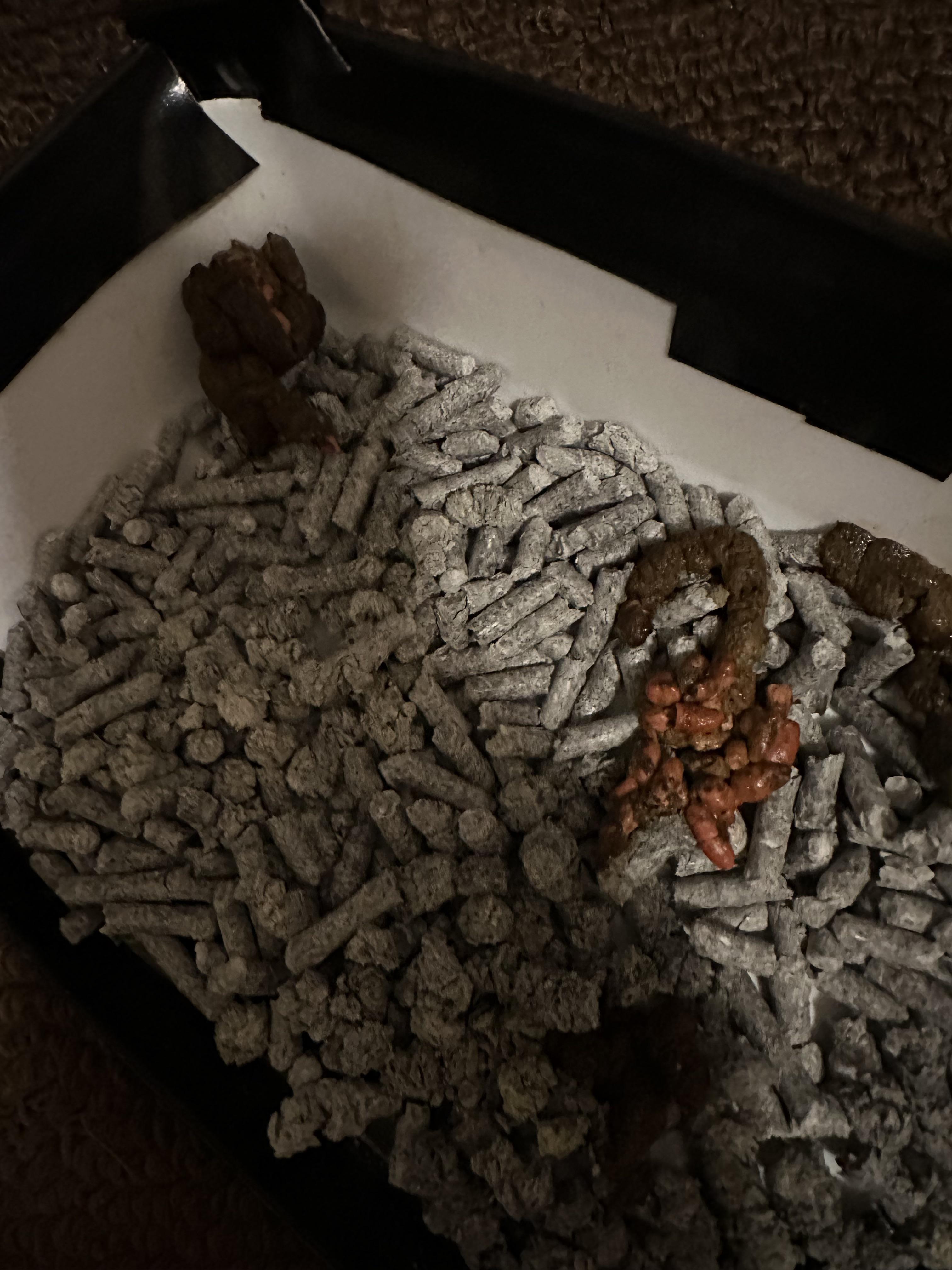 Help!! Weird poop | Scrolller