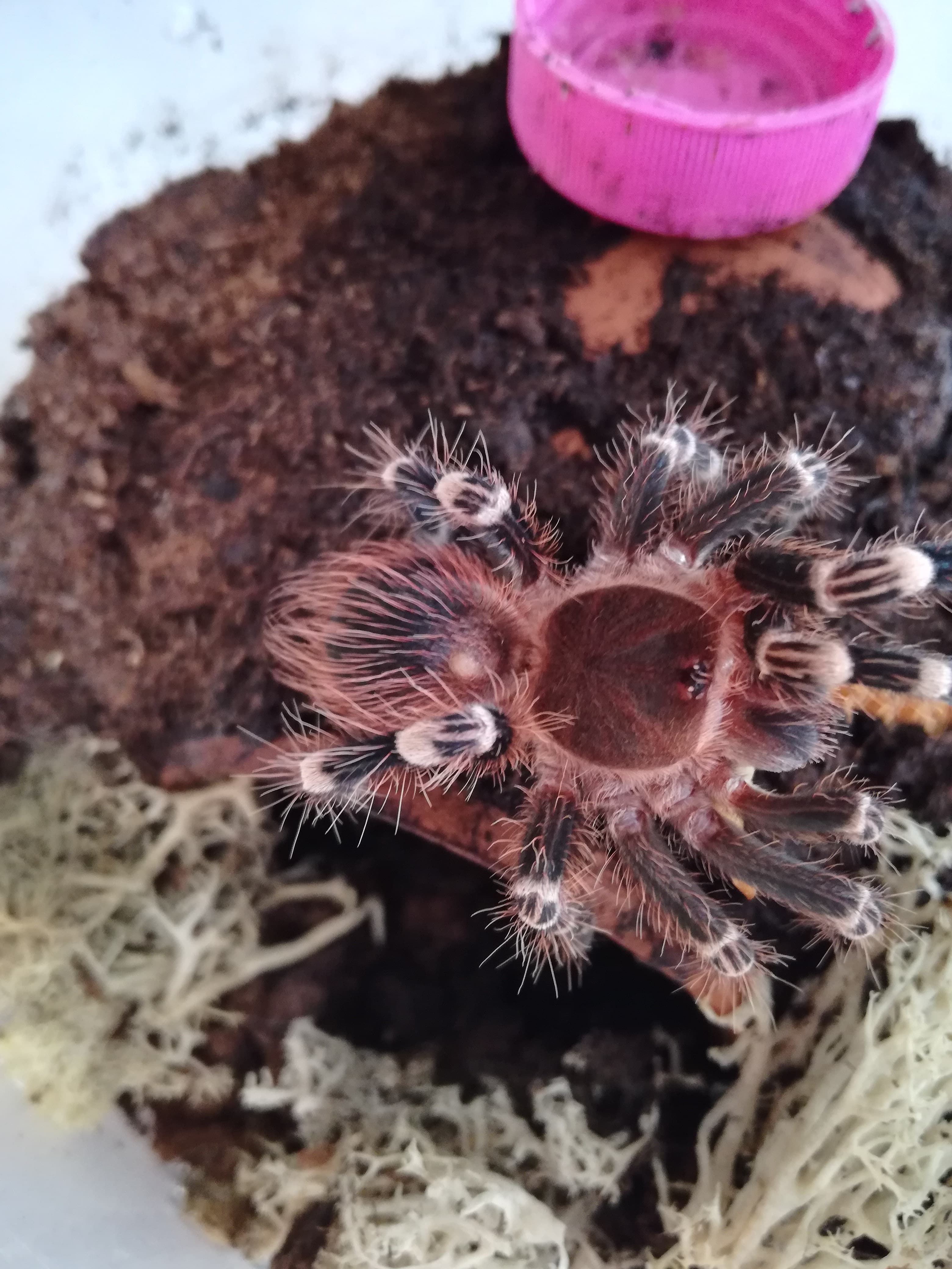 Small white dot on the abdomen | Scrolller