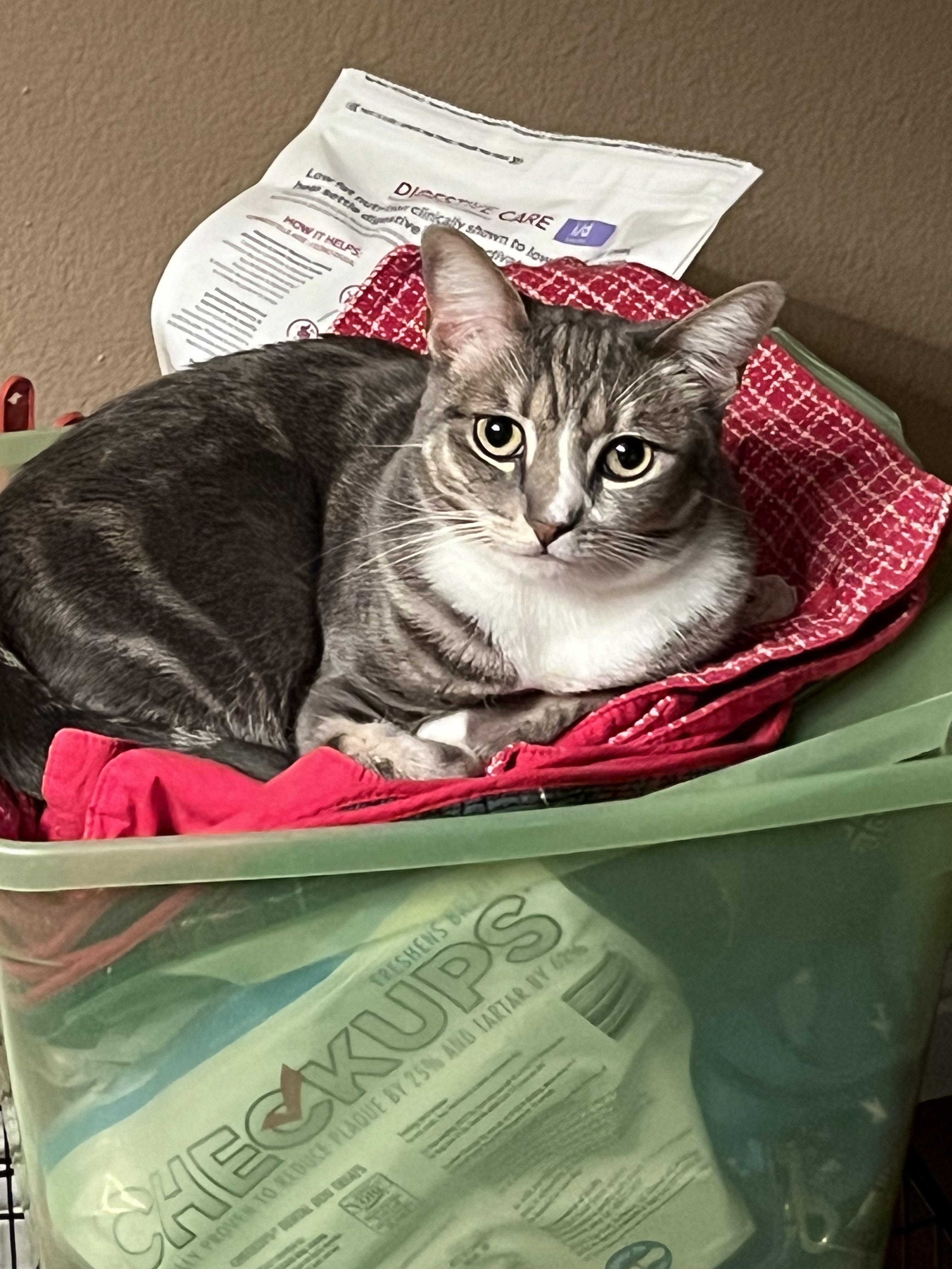 Baby the Tabby and Toasty the Calico: My Two Girls | Scrolller