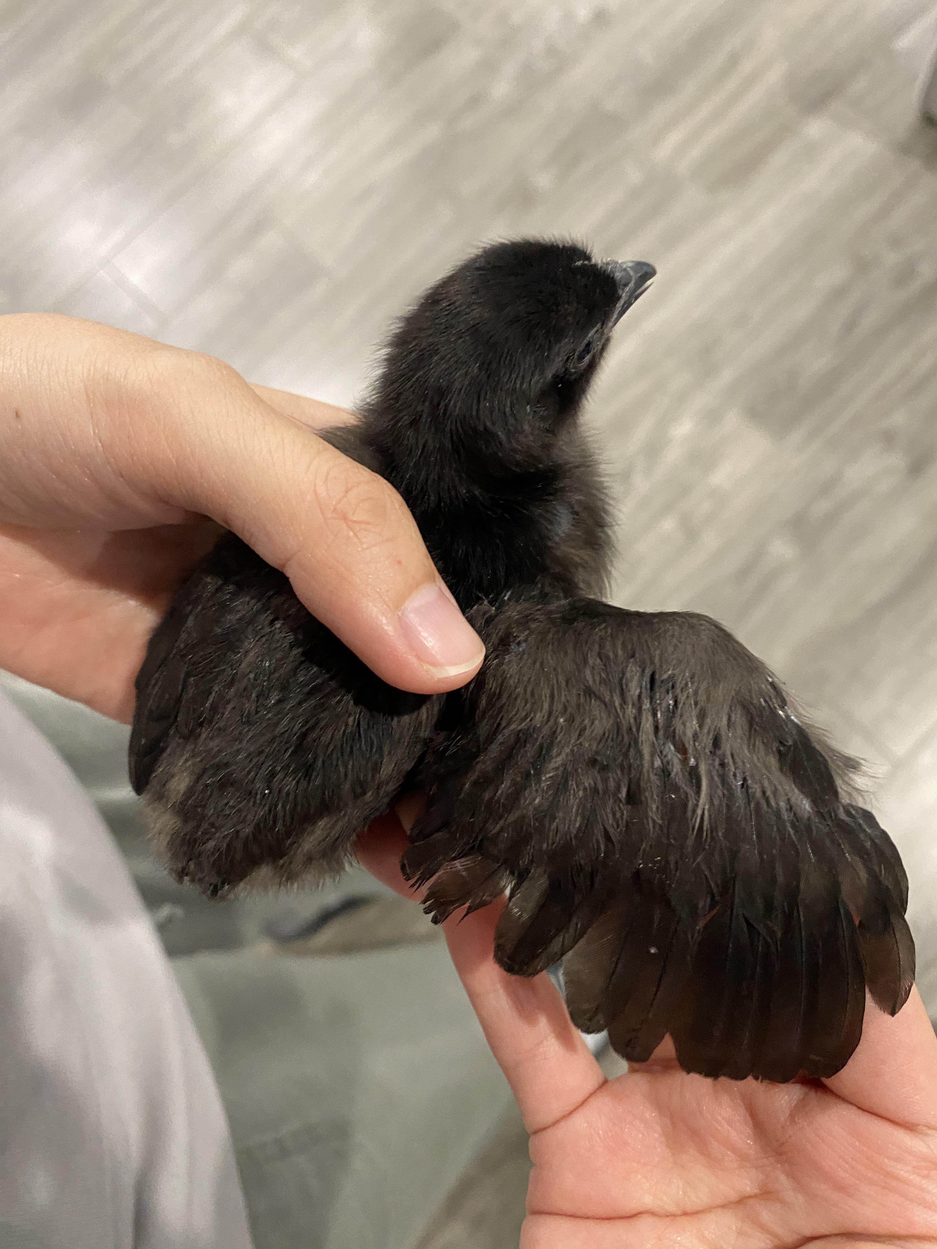 Discover more like Chickens: Hen or rooster? and Related Content | Scrolller