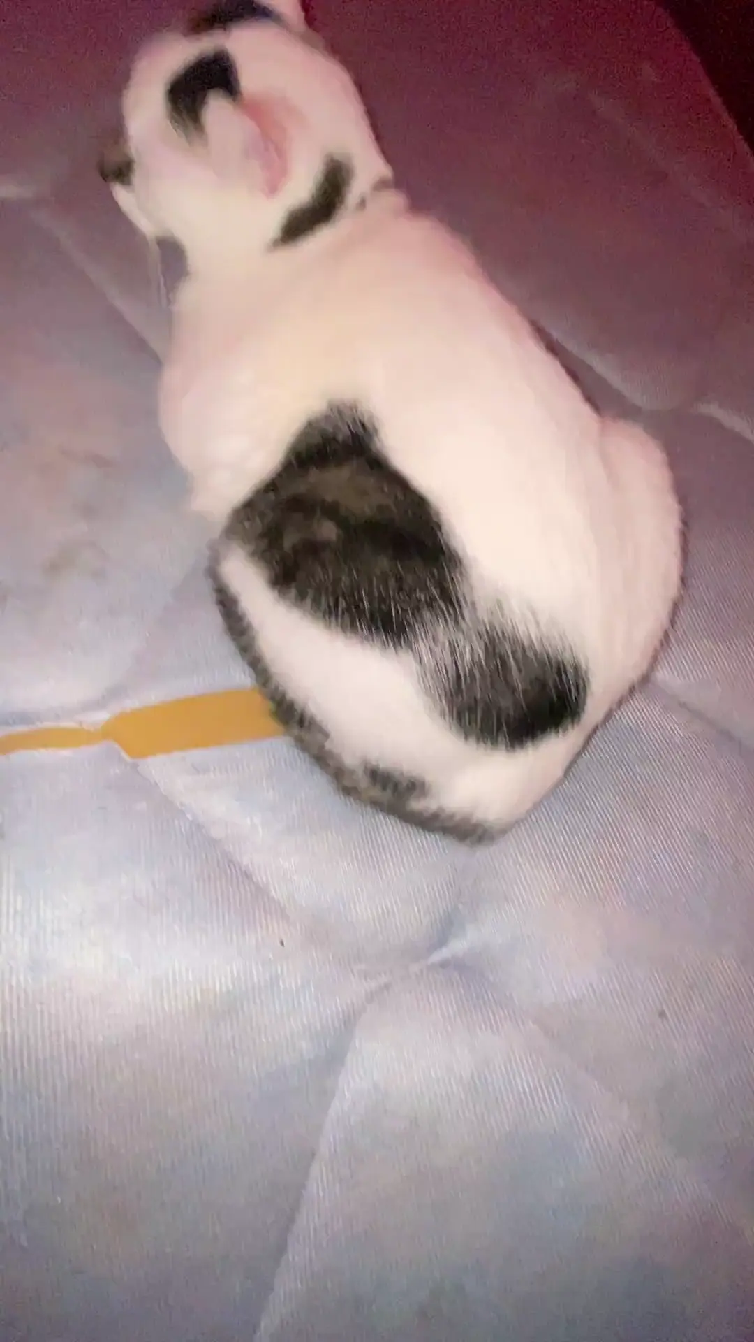 Discover more like Loaf: That’s one extravagant loaf and Related Content | Scrolller