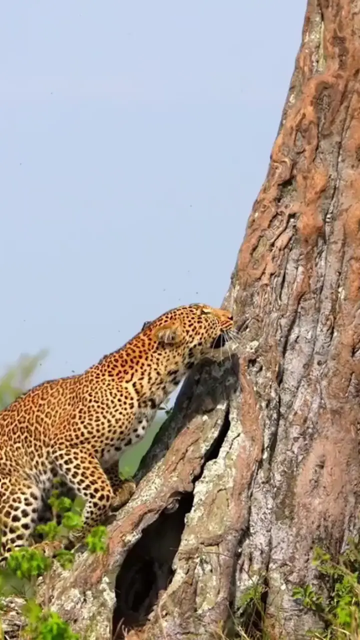 The art of climbing | Scrolller