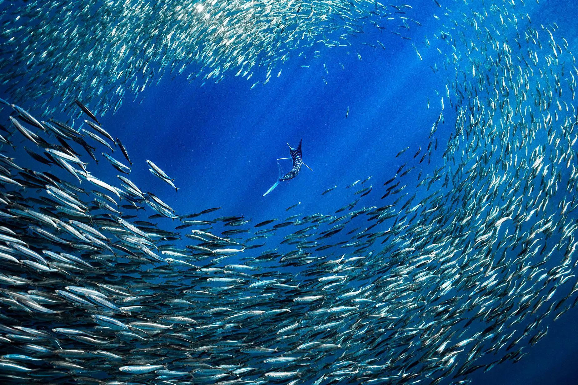 The beauty of fish in the oceans is amazing . | Scrolller