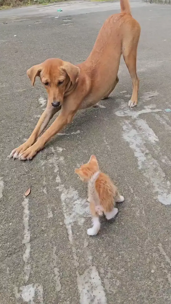 The best friends you never knew you needed!🐶🐱 | Scrolller