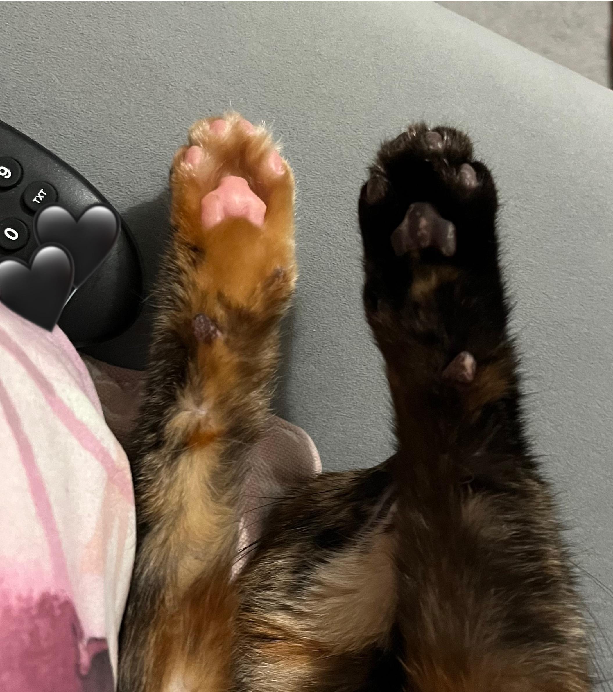 The best of both worlds | Scrolller