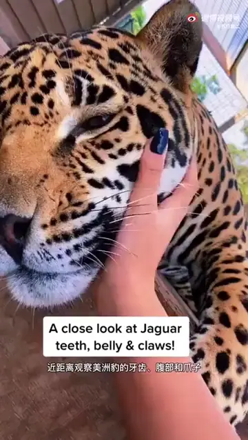 The big cat's belly | Scrolller