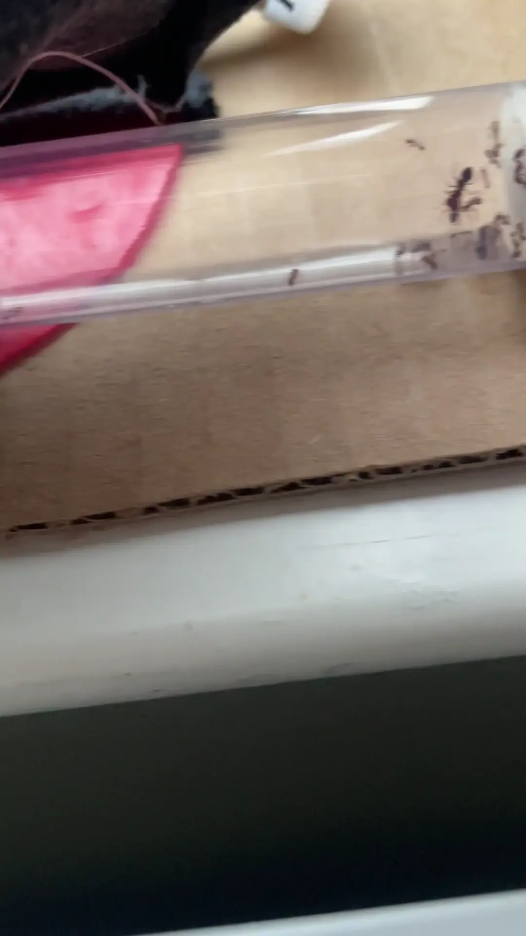 The Big Move Part 3? | Scrolller