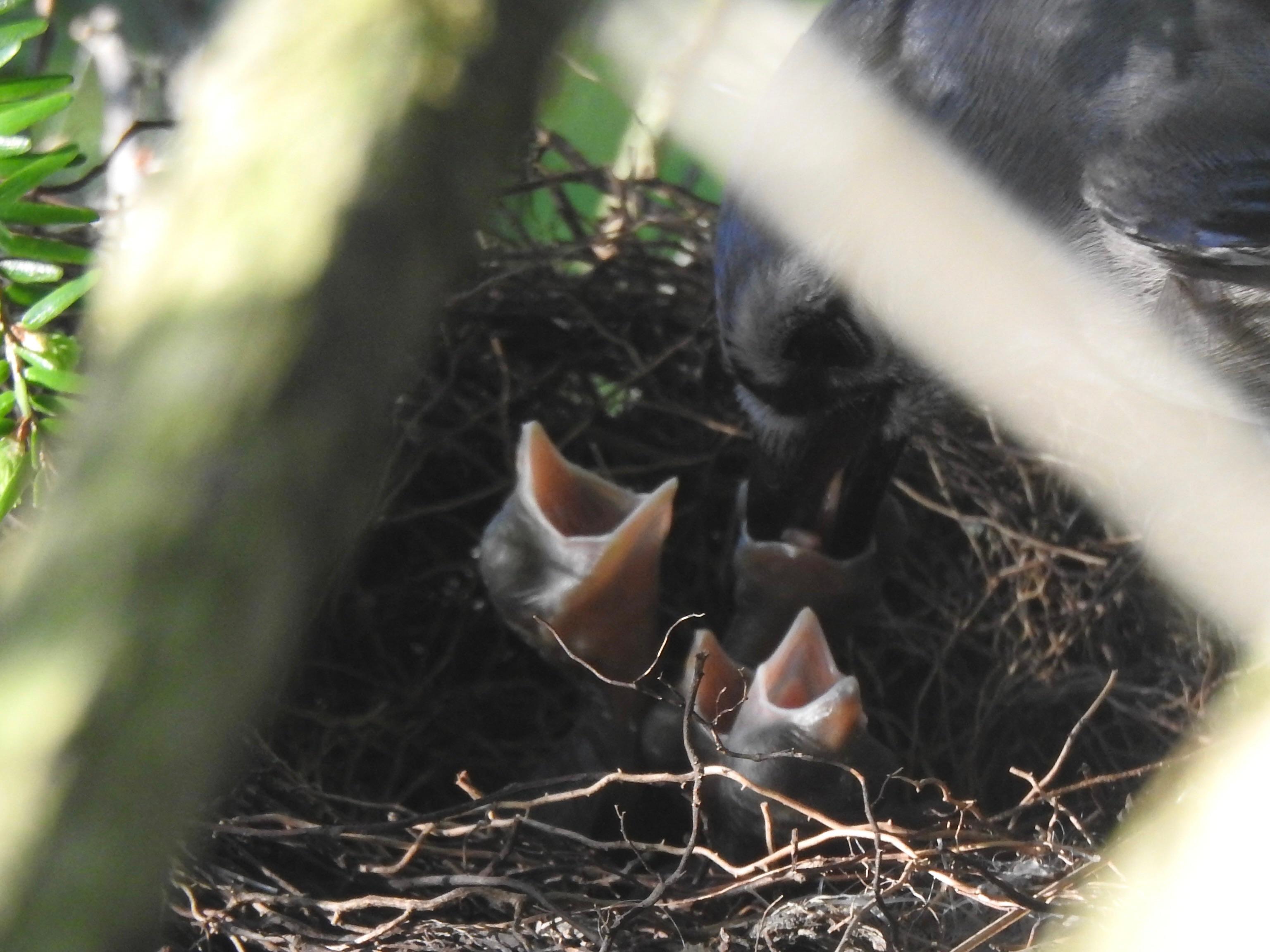 The Blue Jays hatched today! | Scrolller
