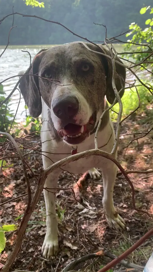 The branch finally got him.. | Scrolller