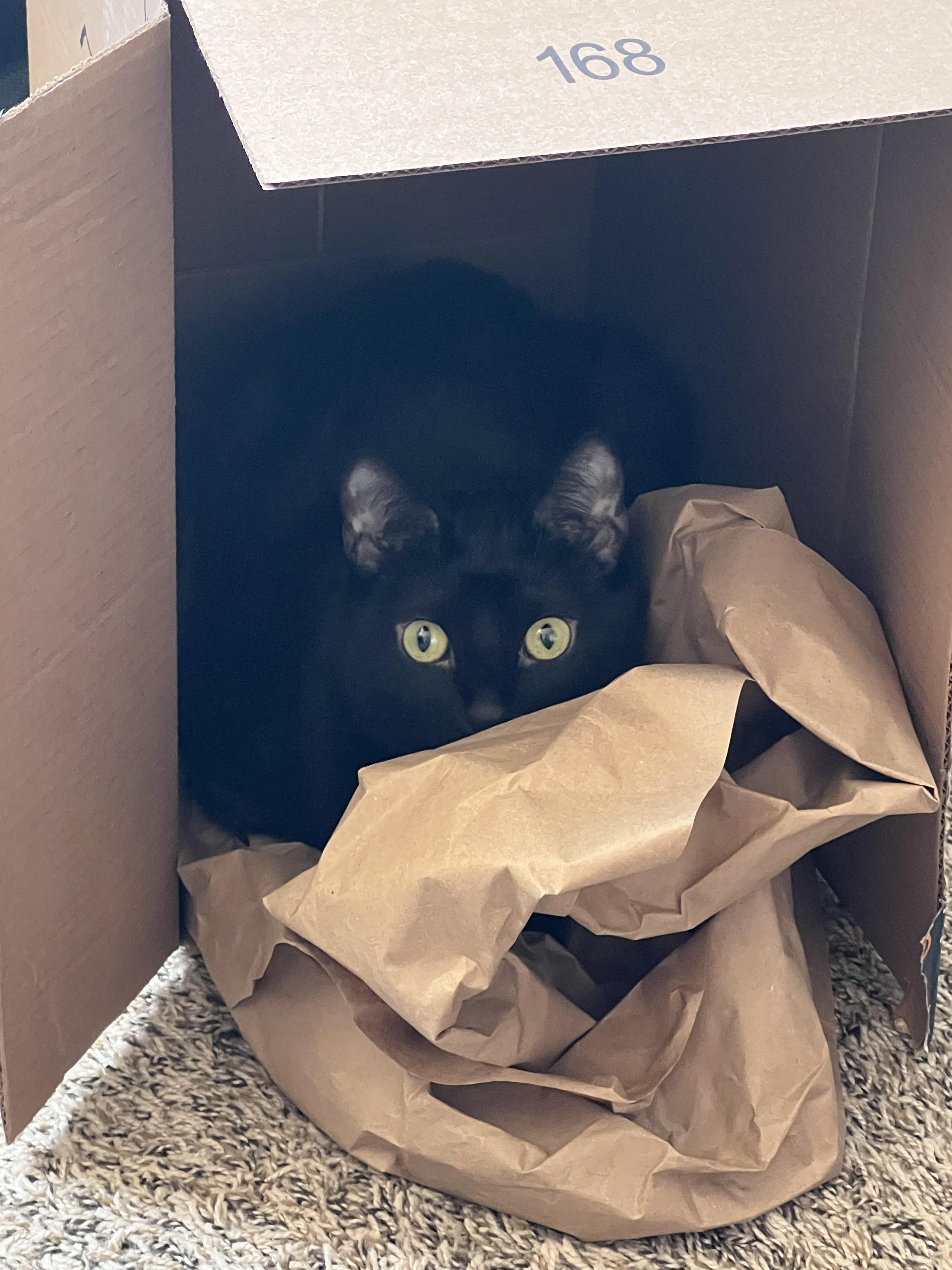 The Carlos trap is working | Scrolller