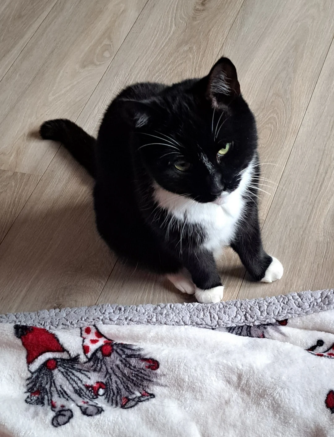 The catnip is kicking in | Scrolller