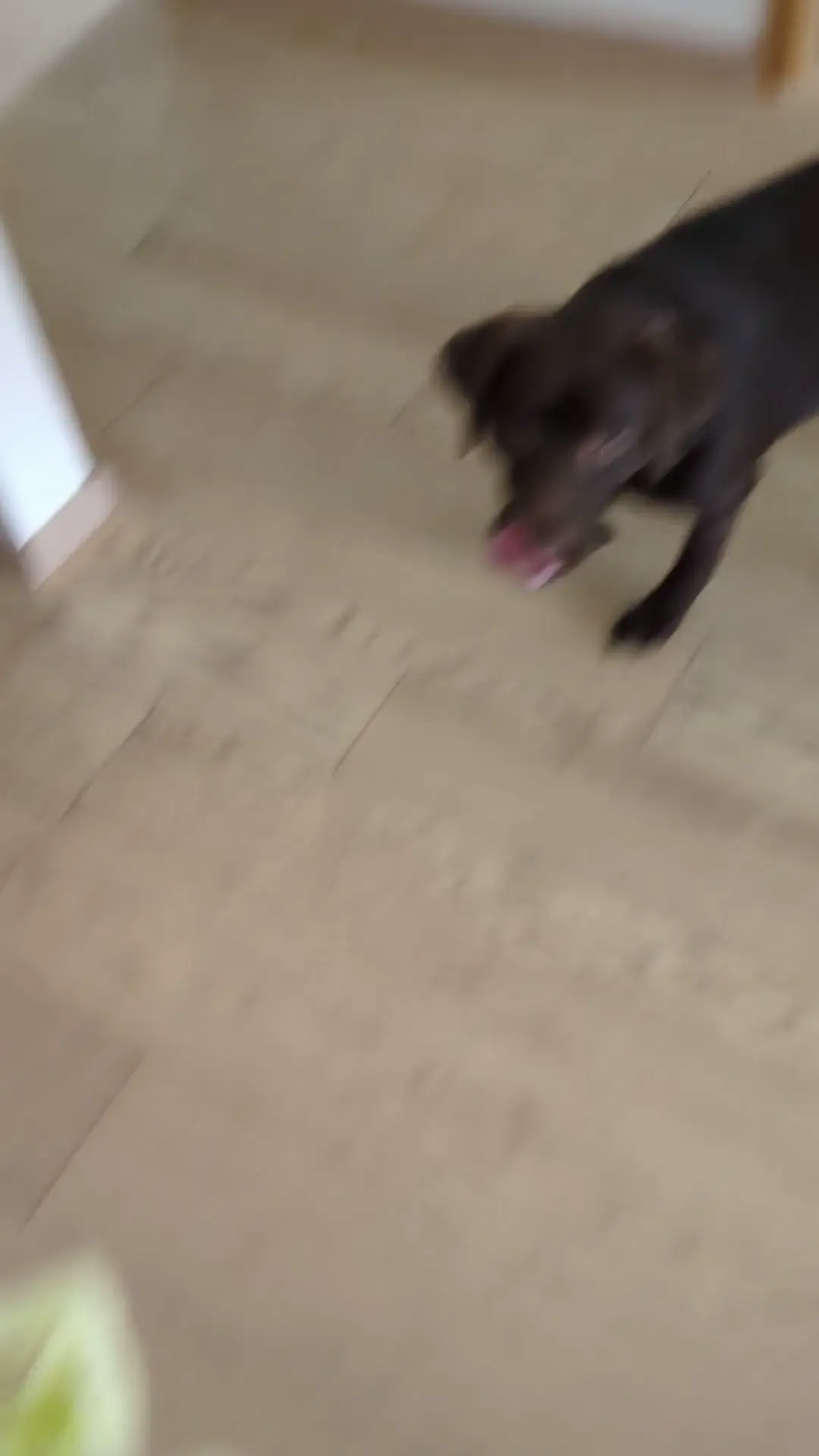 The dal isn't too happy about this snack, the lab however | Scrolller