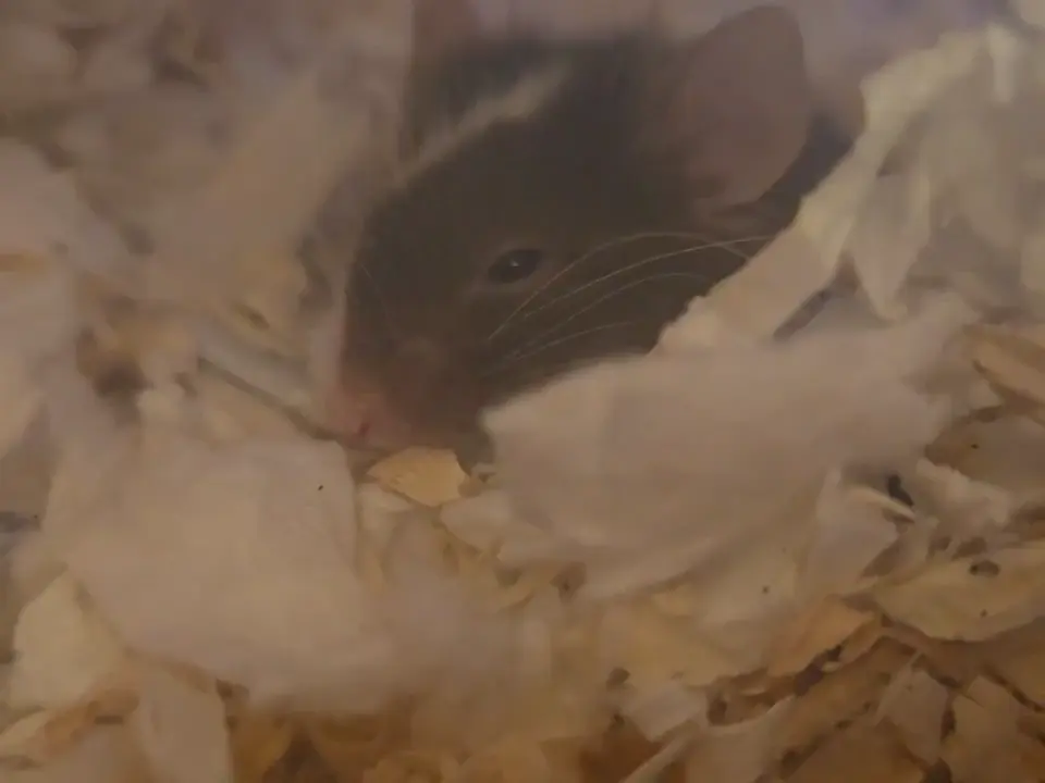 The Eepy Process | Scrolller