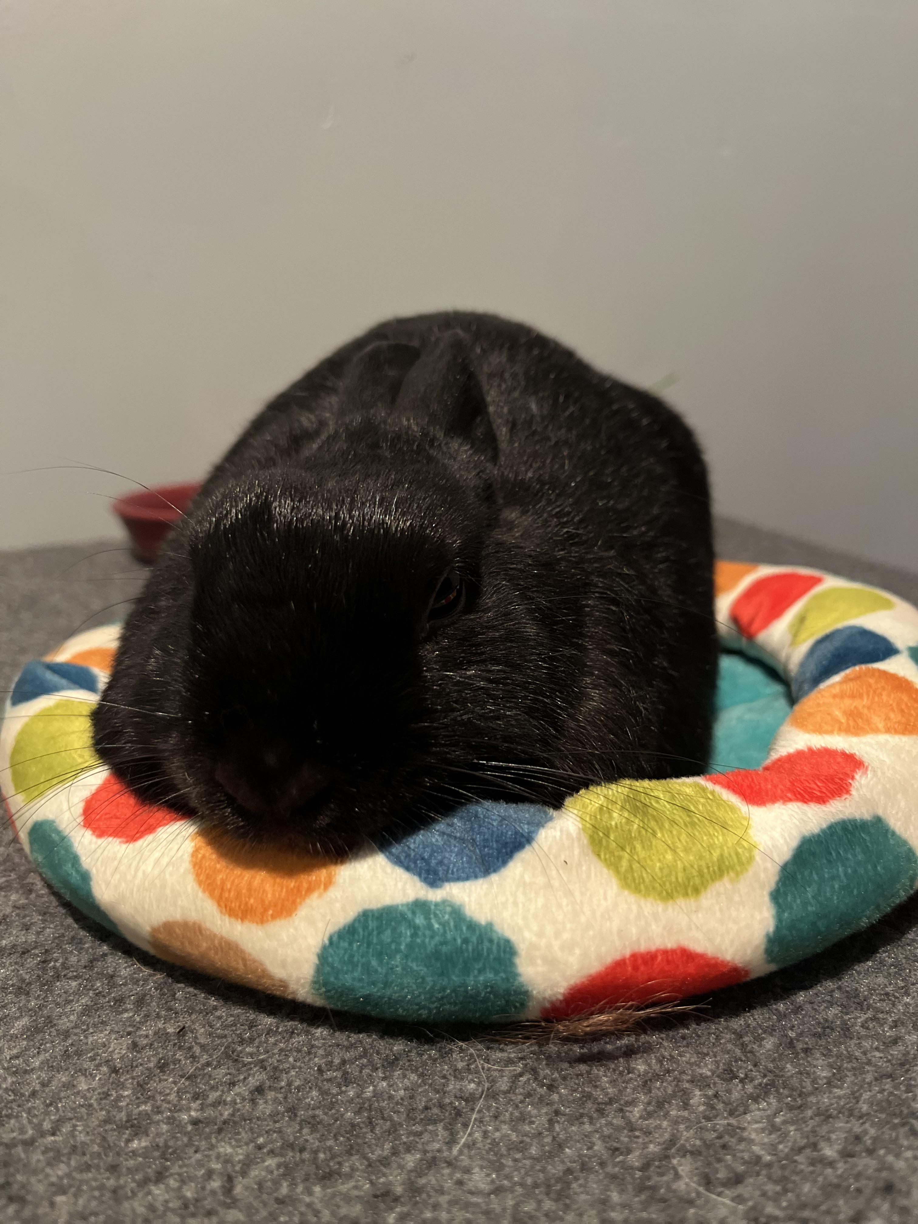 The first void | Scrolller