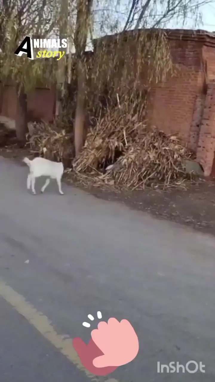 The GOAT of Goats | Scrolller