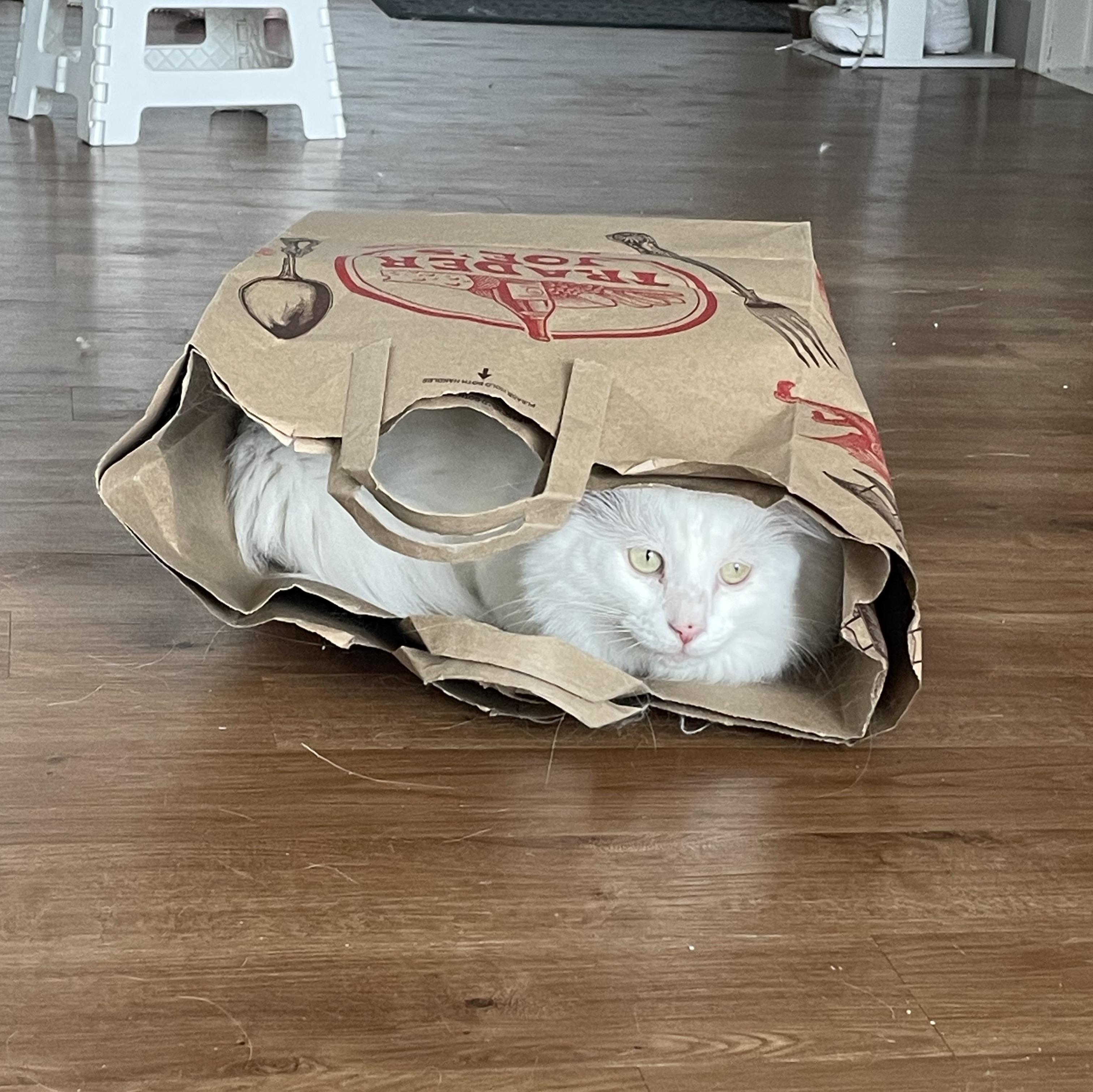 The grocery bag trap is super effective | Scrolller