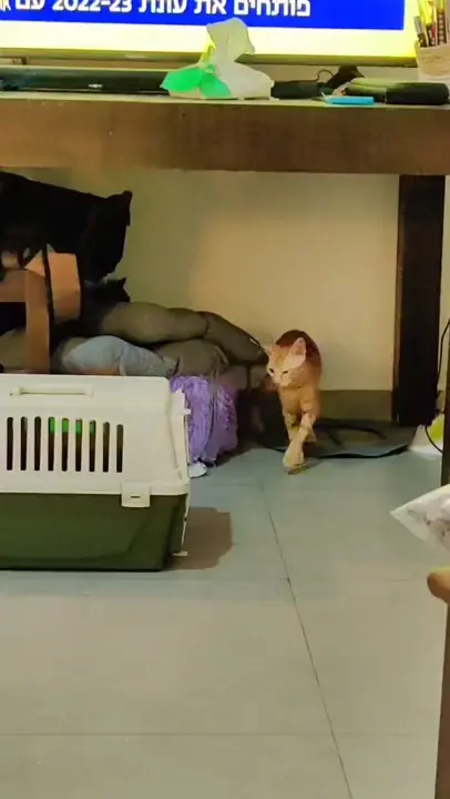 The Jump And Bite | Scrolller