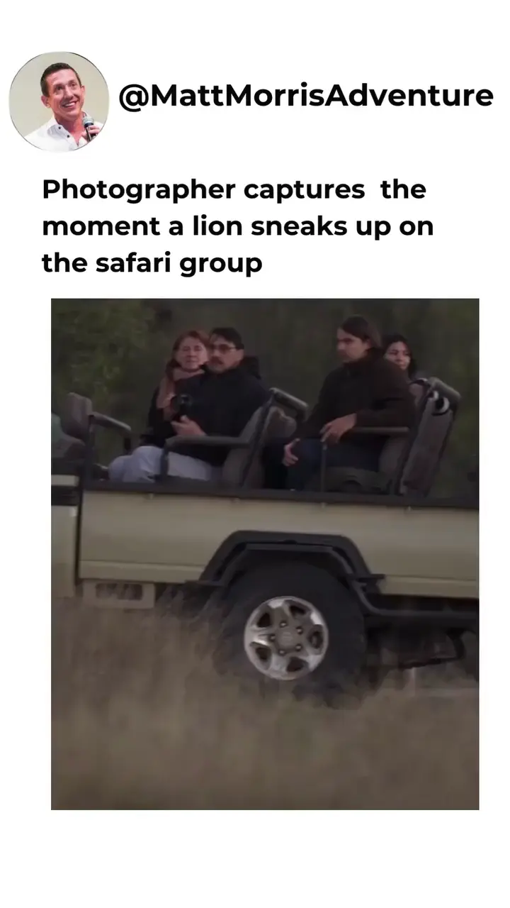 The look the lion gave to the tour guide | Scrolller