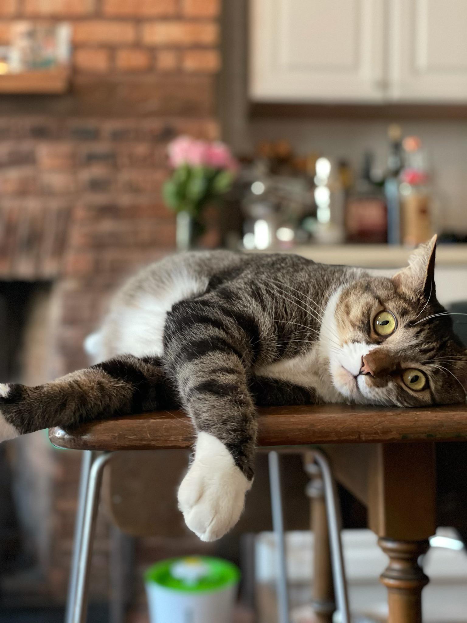 The “M” Tabby | Scrolller