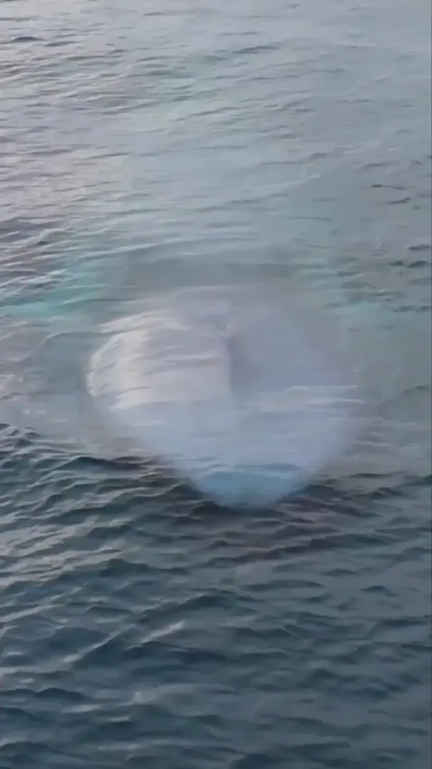 The mighty blue whale | Scrolller