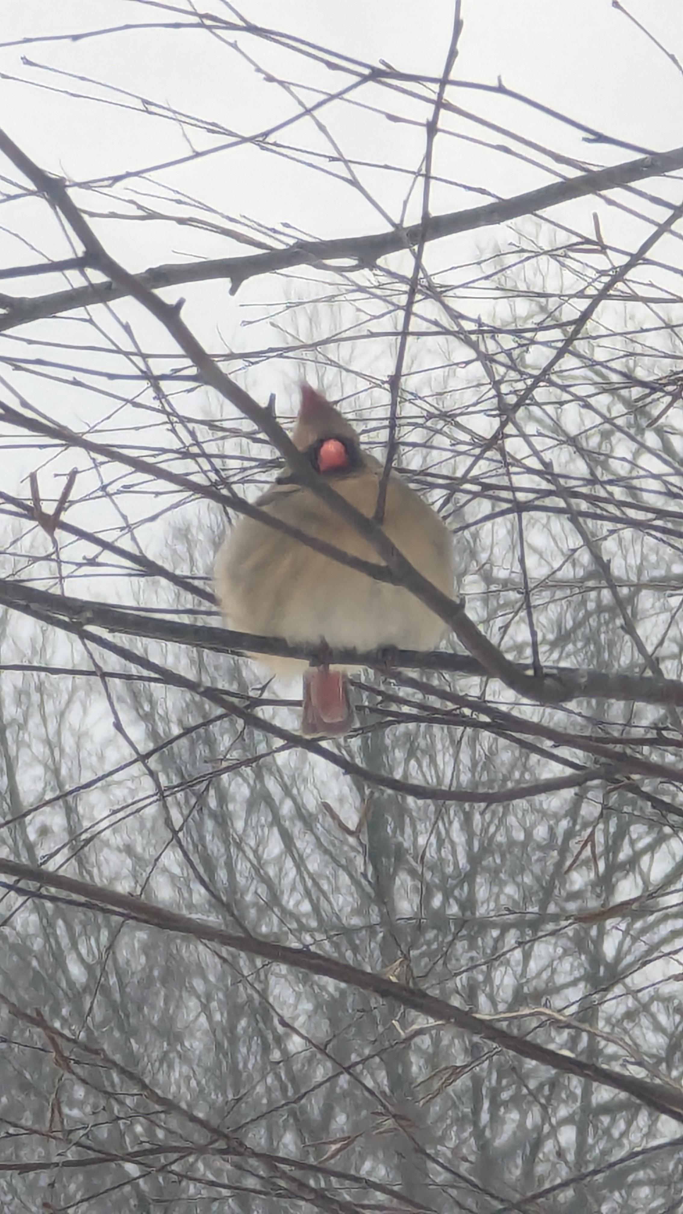 The most beautiful borb girl ever. | Scrolller