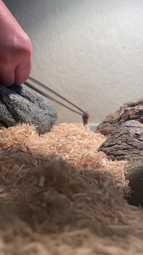 The most delicate chomp | Scrolller