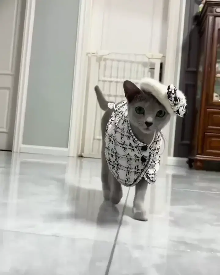 The most important fashionista | Scrolller