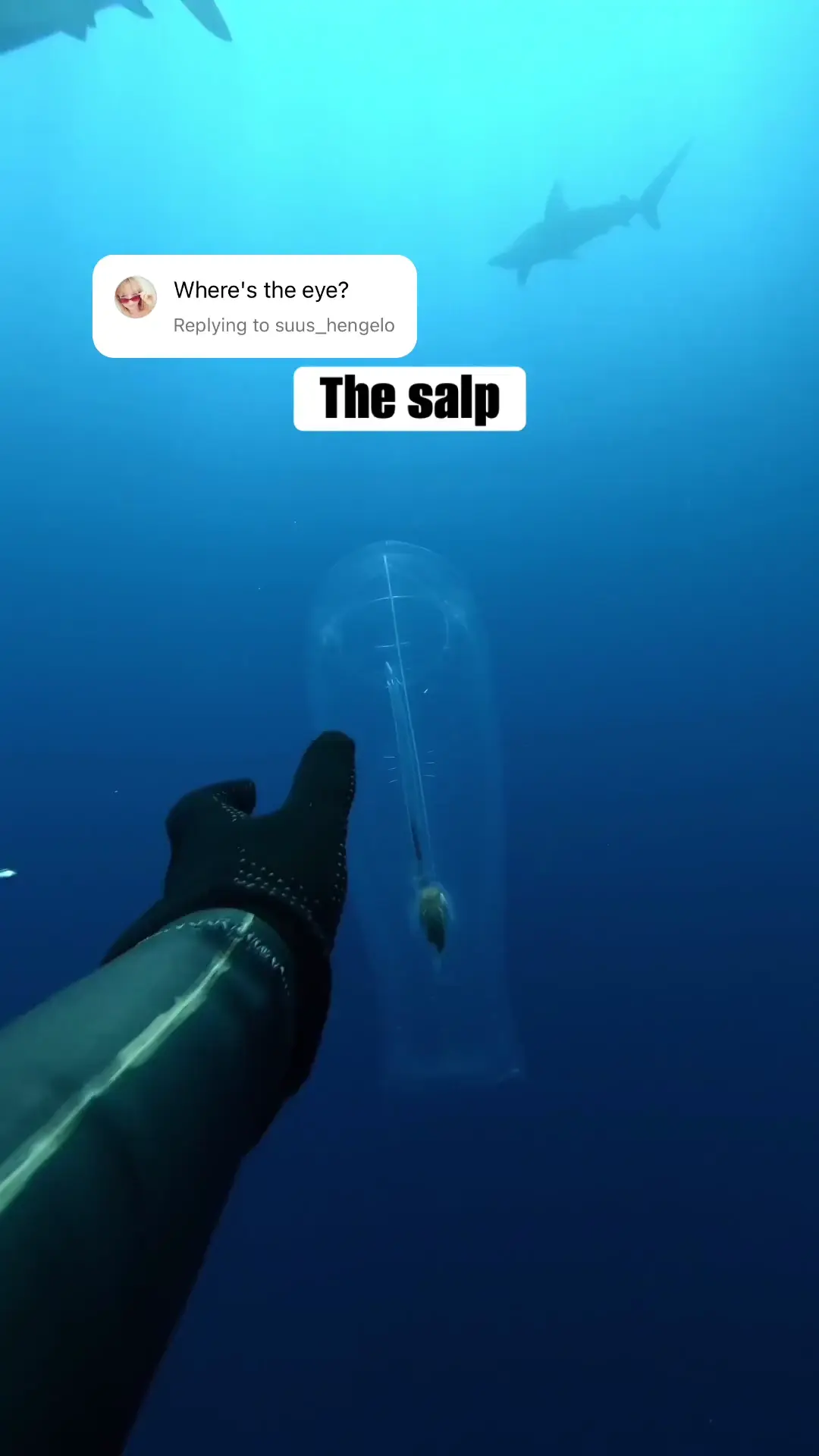 Discover more like Interestingasfuck: The name is Salp and Related Content | Scrolller