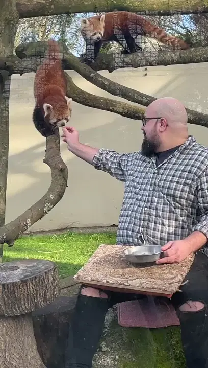 The only Red Panda experience like this in the UK! | Scrolller