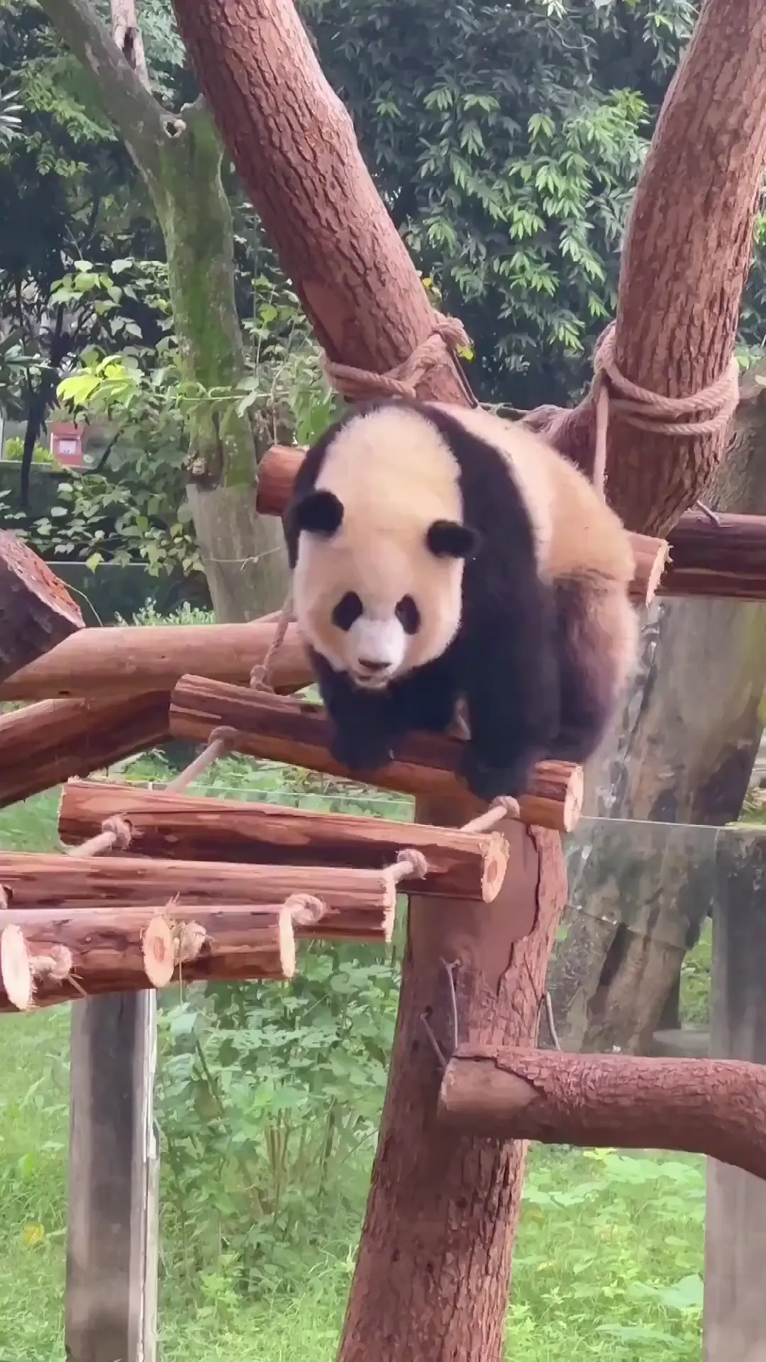 The Panda, Adorable Even When Falling Down | Scrolller