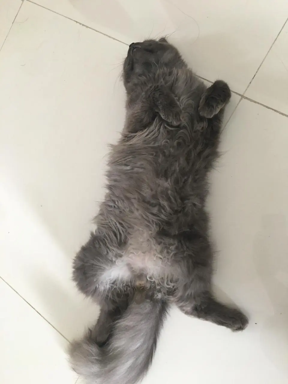 The proper way of sleeping | Scrolller