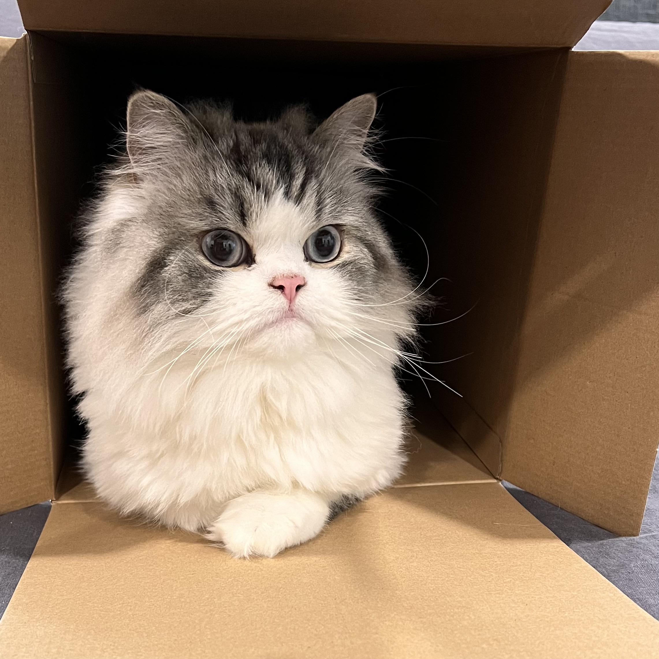 The purrfect package | Scrolller