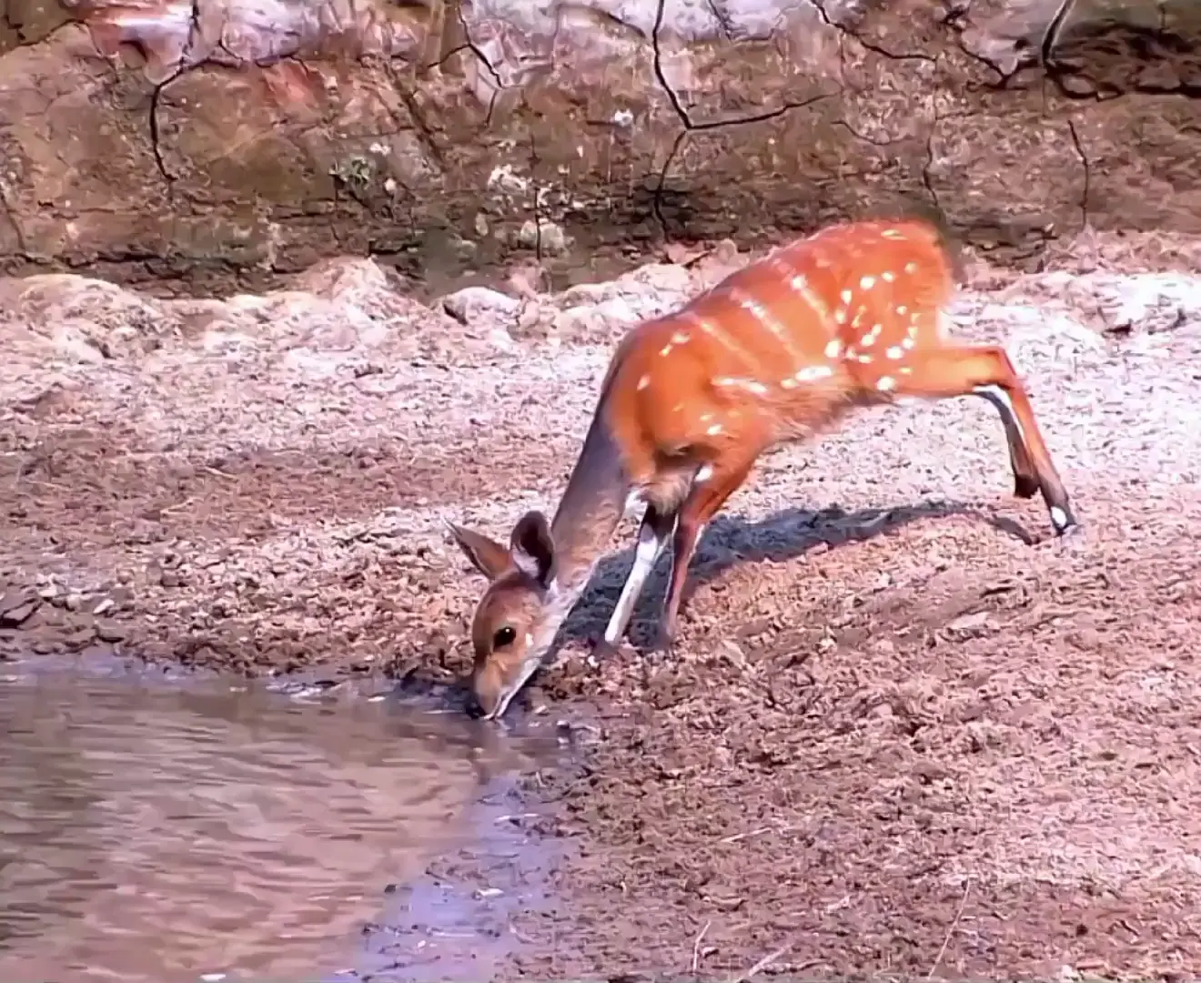 The reflexes of this deer | Scrolller