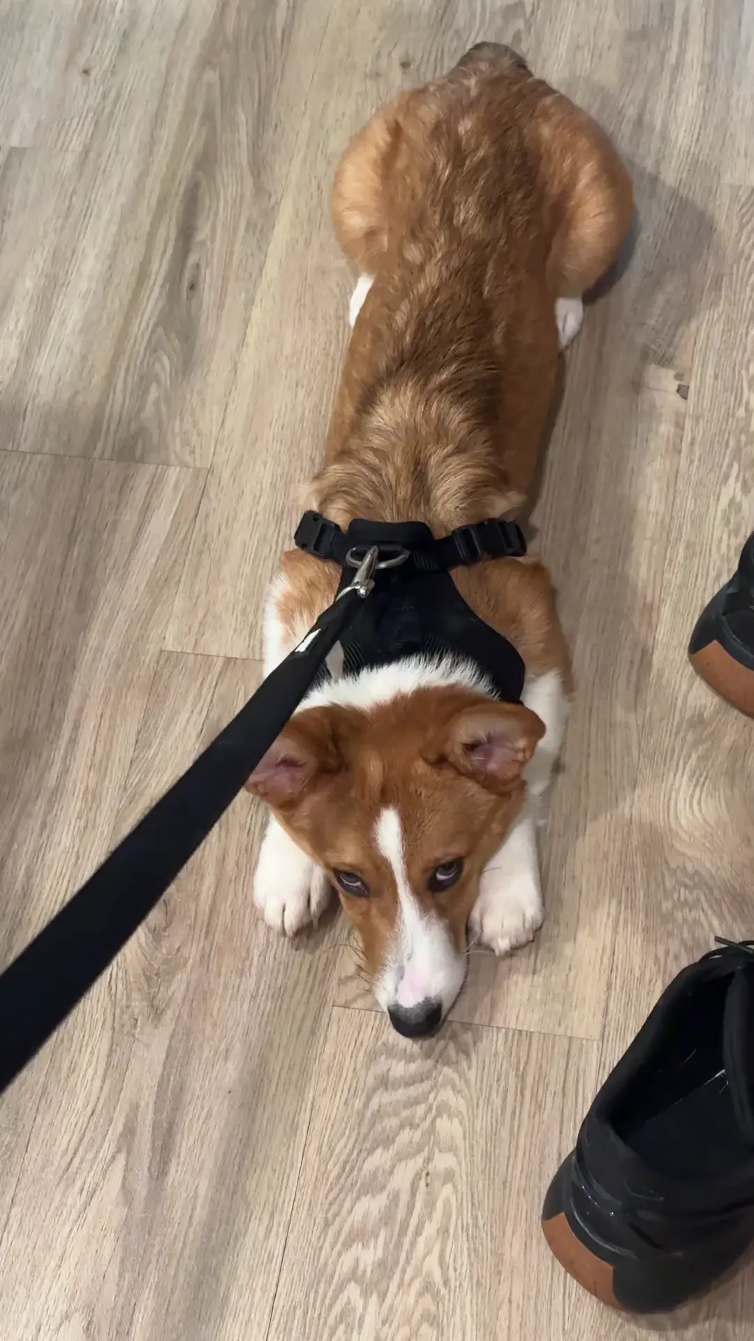 The sassy sploot | Scrolller