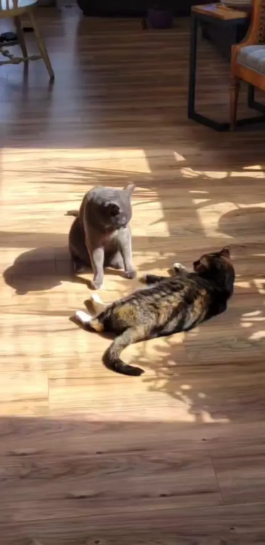 The slow taunting taps | Scrolller