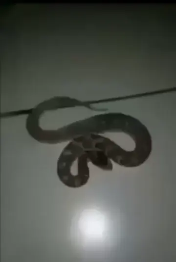 The snake is not amused | Scrolller