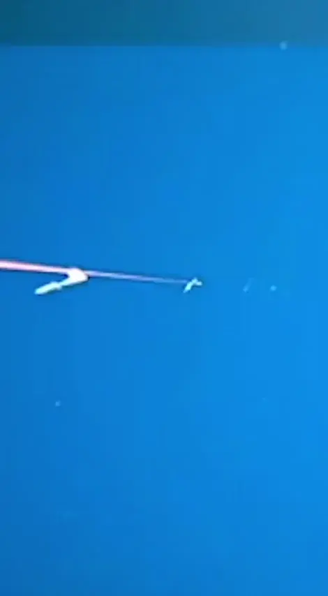 The speed at which humboldt squid can fuck you up | Scrolller