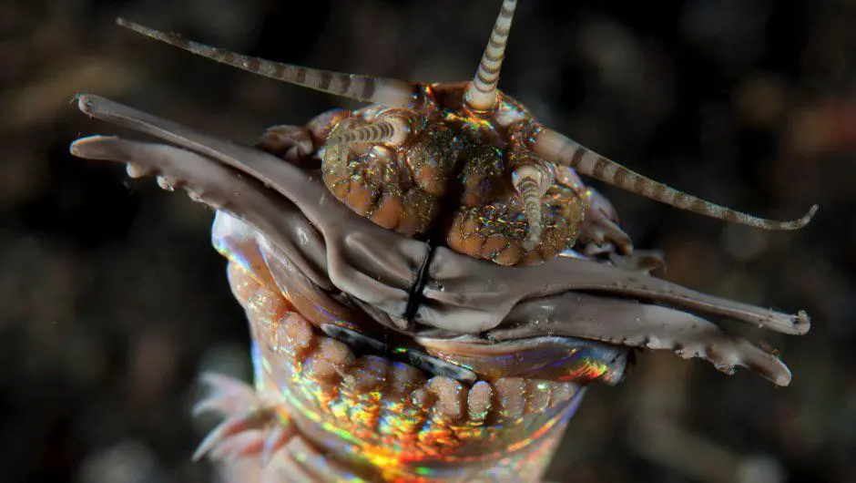 The Terrifying Bobbit Worm | Scrolller