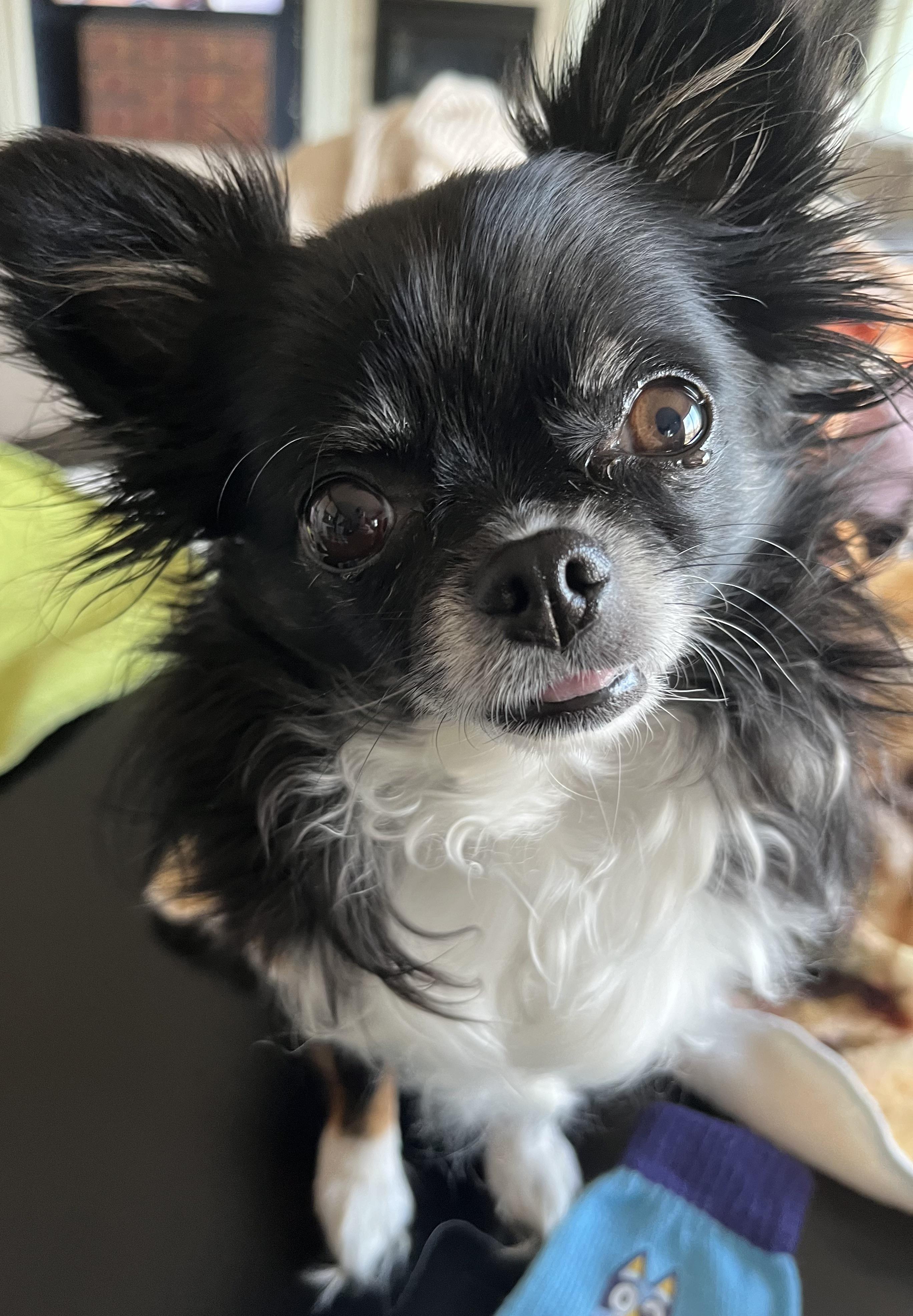 The tiniest blep from the tiny guy who never bleps. | Scrolller